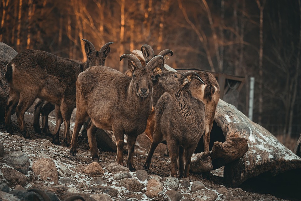 Goats Horns Family - Free photo on Pixabay