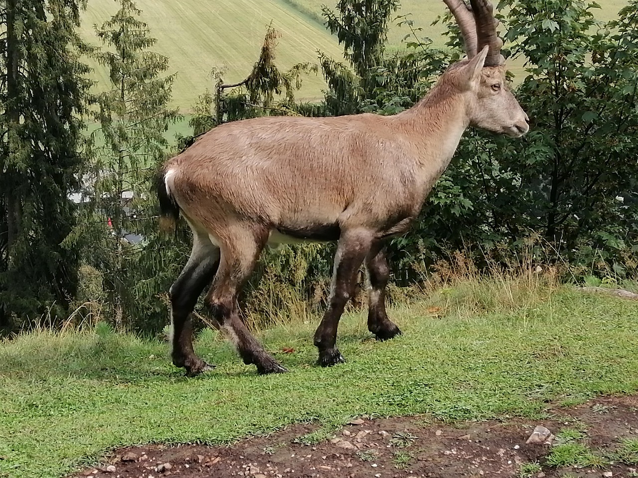 Steinbock Sternzeichen Wild - Kostenloses Foto auf Pixabay - Pixabay