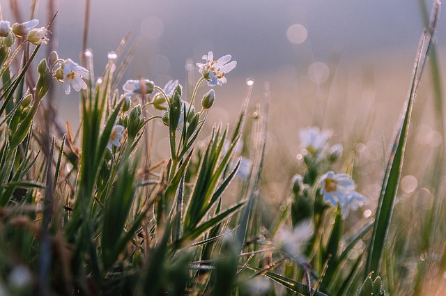 Flower Meadow Morning Dew - Free photo on Pixabay