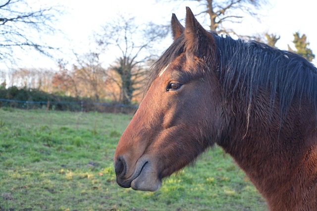 Animal Portrait Equine Horse - Free photo on Pixabay - Pixabay