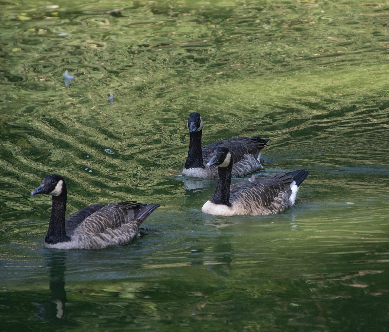Brant Geese Birds - Free photo on Pixabay