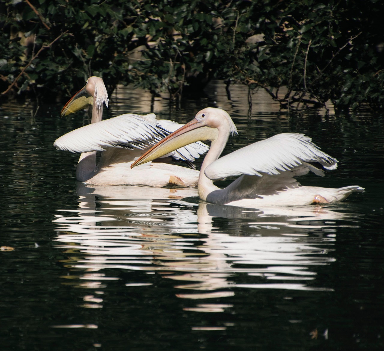Pelicans Birds Animals Great White - Free photo on Pixabay