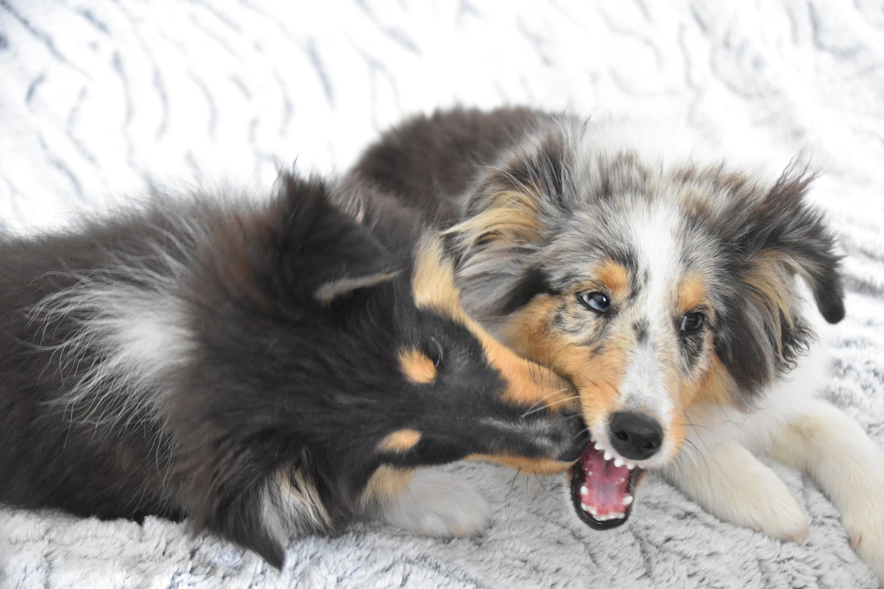Shetland Sheepdog Dogs Play - Free photo on Pixabay - Pixabay