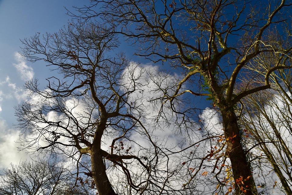 Tree Leafless White Cloud - Free photo on Pixabay