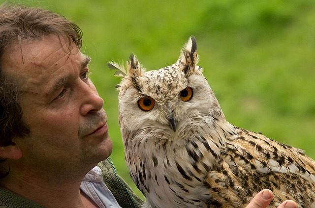 Rapace Hibou Fauconnerie Relation - Photo gratuite sur Pixabay - Pixabay