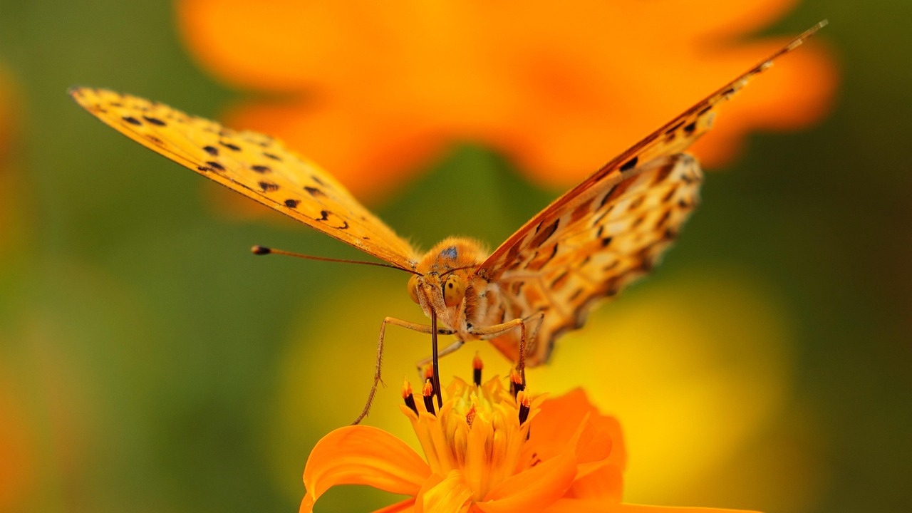 Indyjski Motyl Szachowy Owad - Darmowe zdjęcie na Pixabay - Pixabay