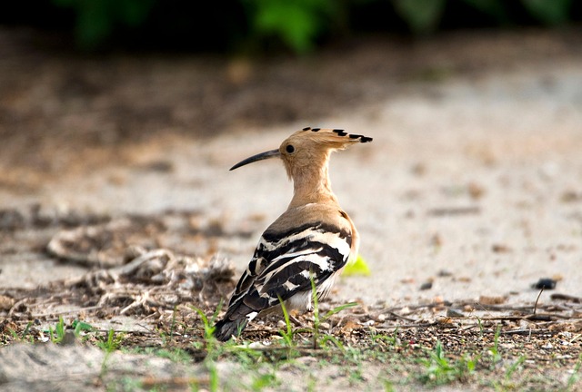 Oiseau Huppe Fasciée Ornithologie - Photo gratuite sur Pixabay