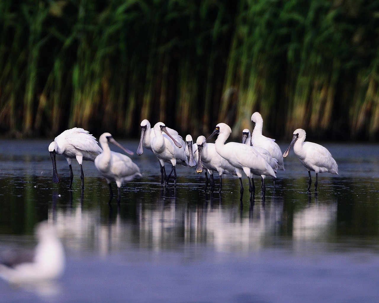 Birds Ornithology Spoon-Bill - Free photo on Pixabay