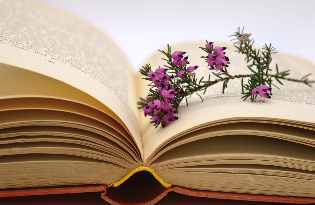 Reserve Heather Read - Free photo on Pixabay