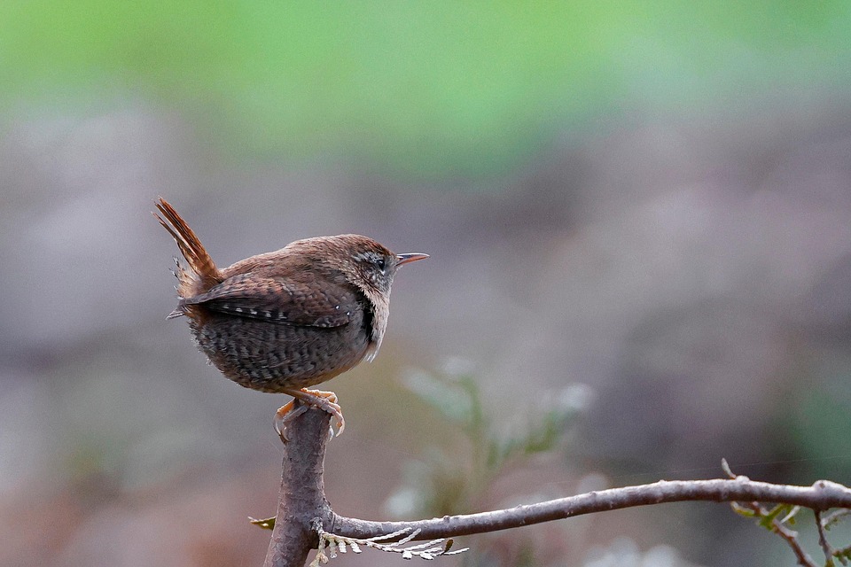 Eurasian Wren Bird Northern - Free photo on Pixabay