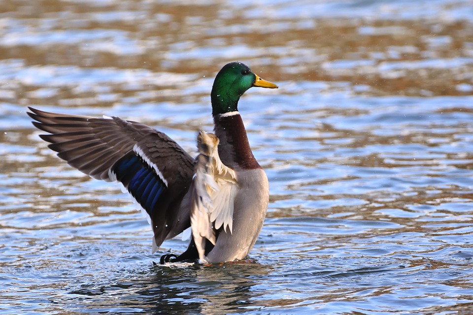 Mallard Drake Lake - Free photo on Pixabay