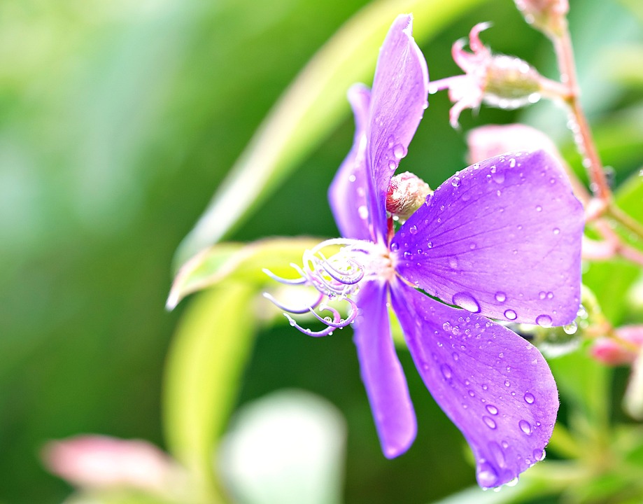 Purple Flower Flora - Free photo on Pixabay