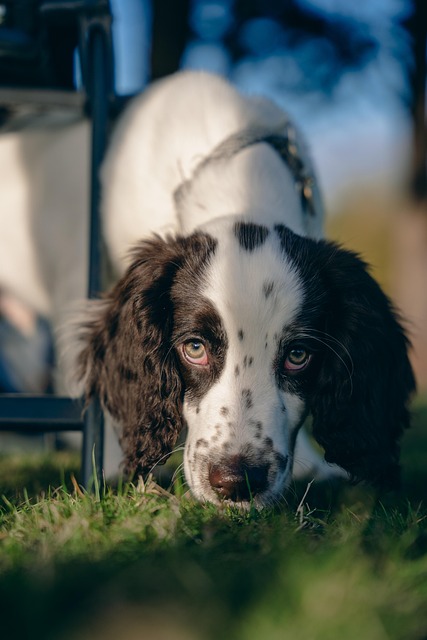 Dog Puppy Pet - Free photo on Pixabay