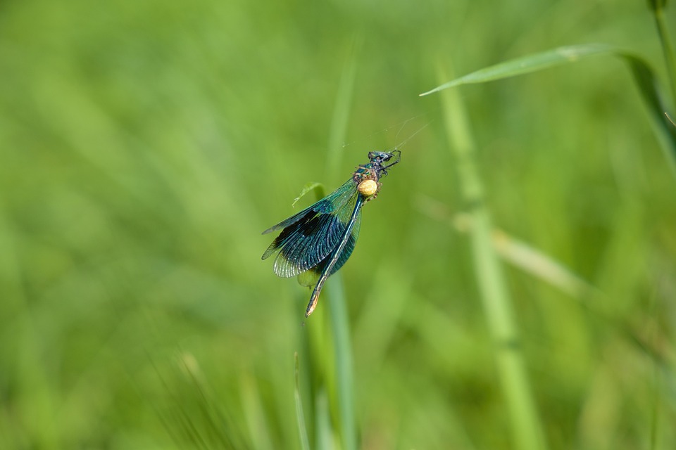 Spider Spinning Dragonfly - Free photo on Pixabay
