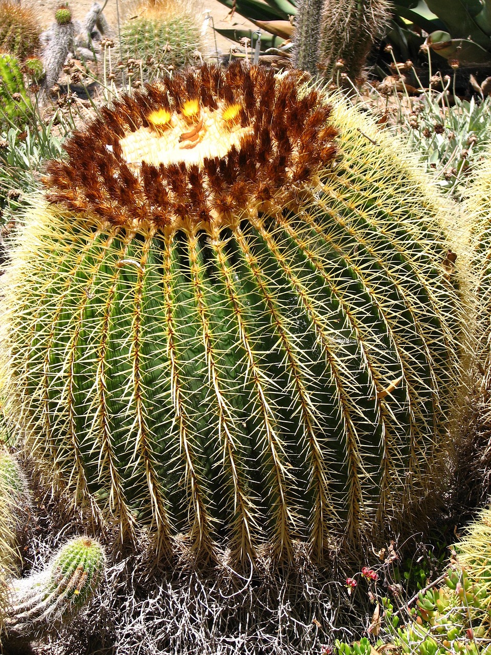 Cactus Barrel Round - Free photo on Pixabay - Pixabay