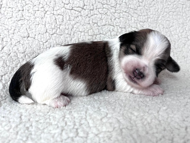 New Born Infant Havanese Puppy - Free photo on Pixabay