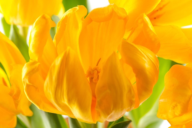 Tulips Yellow - Free photo on Pixabay