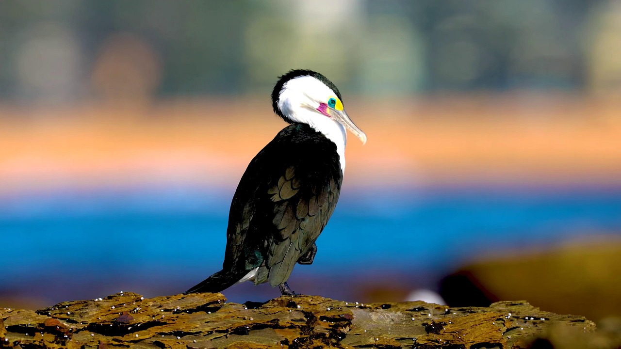 Bird Seabird Nature - Free photo on Pixabay - Pixabay