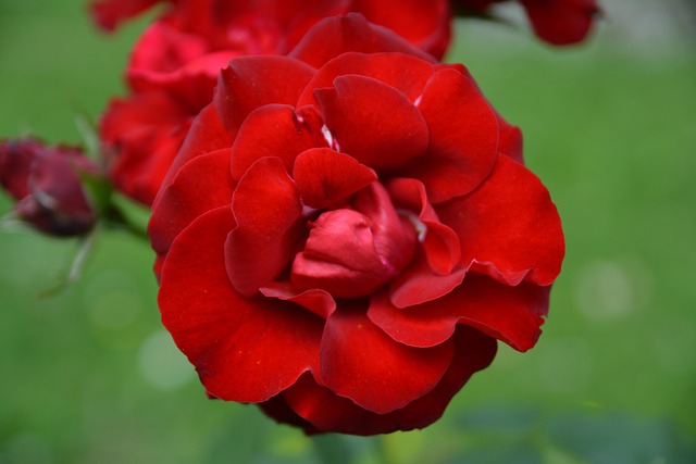 Bunga-Bunga Romantis Valentine - Foto gratis di Pixabay - Pixabay