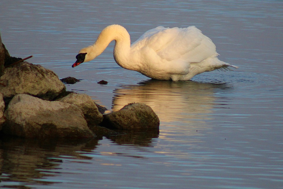 Swan Riverbank Bird Watching Water - Free photo on Pixabay