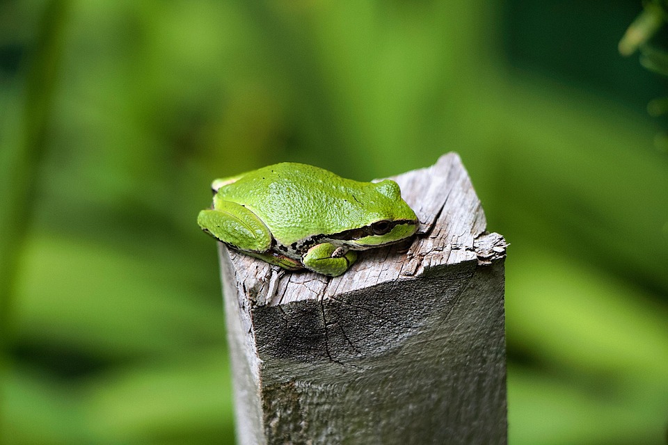 Tree Frog Amphibian - Free photo on Pixabay