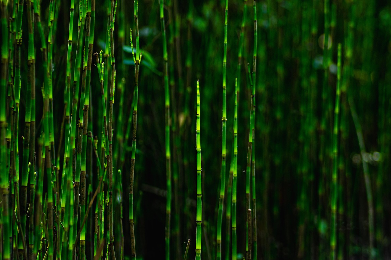 Bamboo Forest Green - Free photo on Pixabay