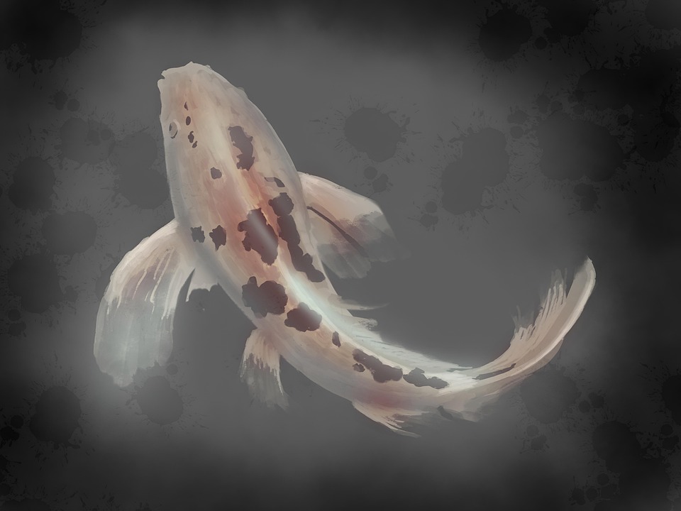 Koi Pez Tinta - Imagen gratis en Pixabay - Pixabay