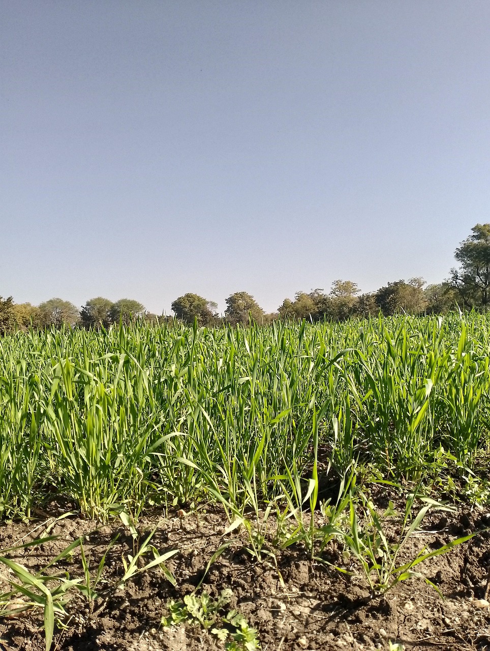 Village F Field - Free photo on Pixabay - Pixabay