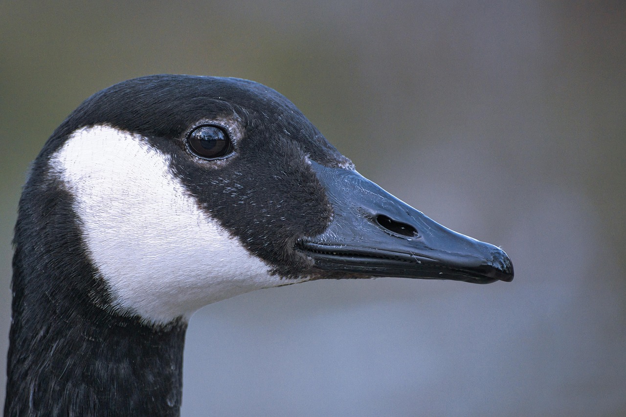 10,000+ Free Canada-Goose & Canada Goose Images - Pixabay