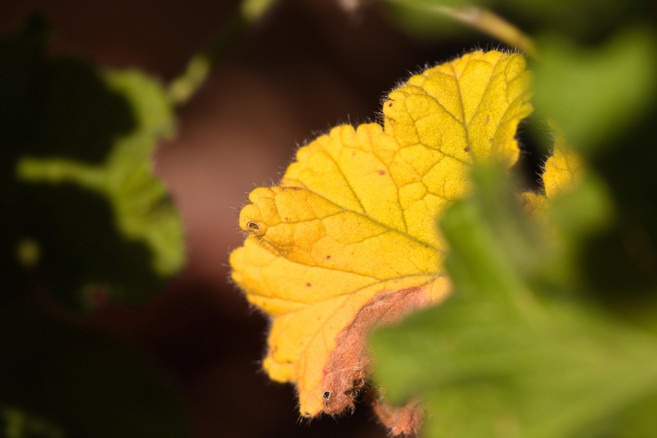 Geranium Daun-Daun Kering Musim - Foto gratis di Pixabay - Pixabay