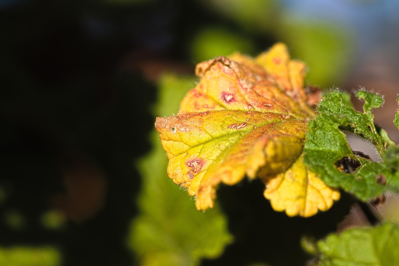 100+ Free Dürres Blatt & Drought Images - Pixabay