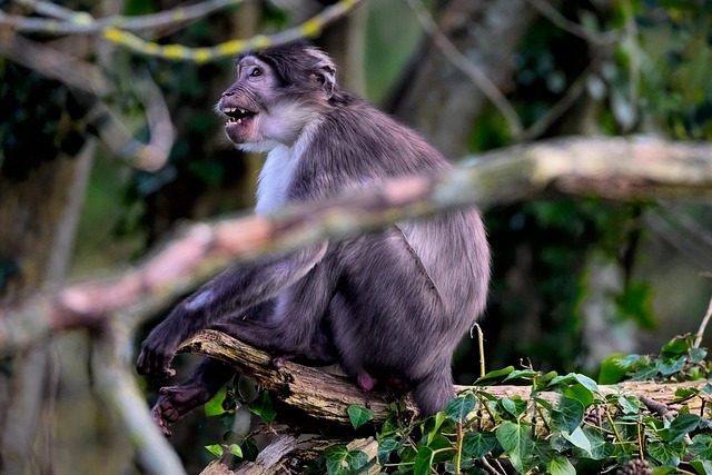 White-Naped Mangabey Monkey Animal - Free photo on Pixabay