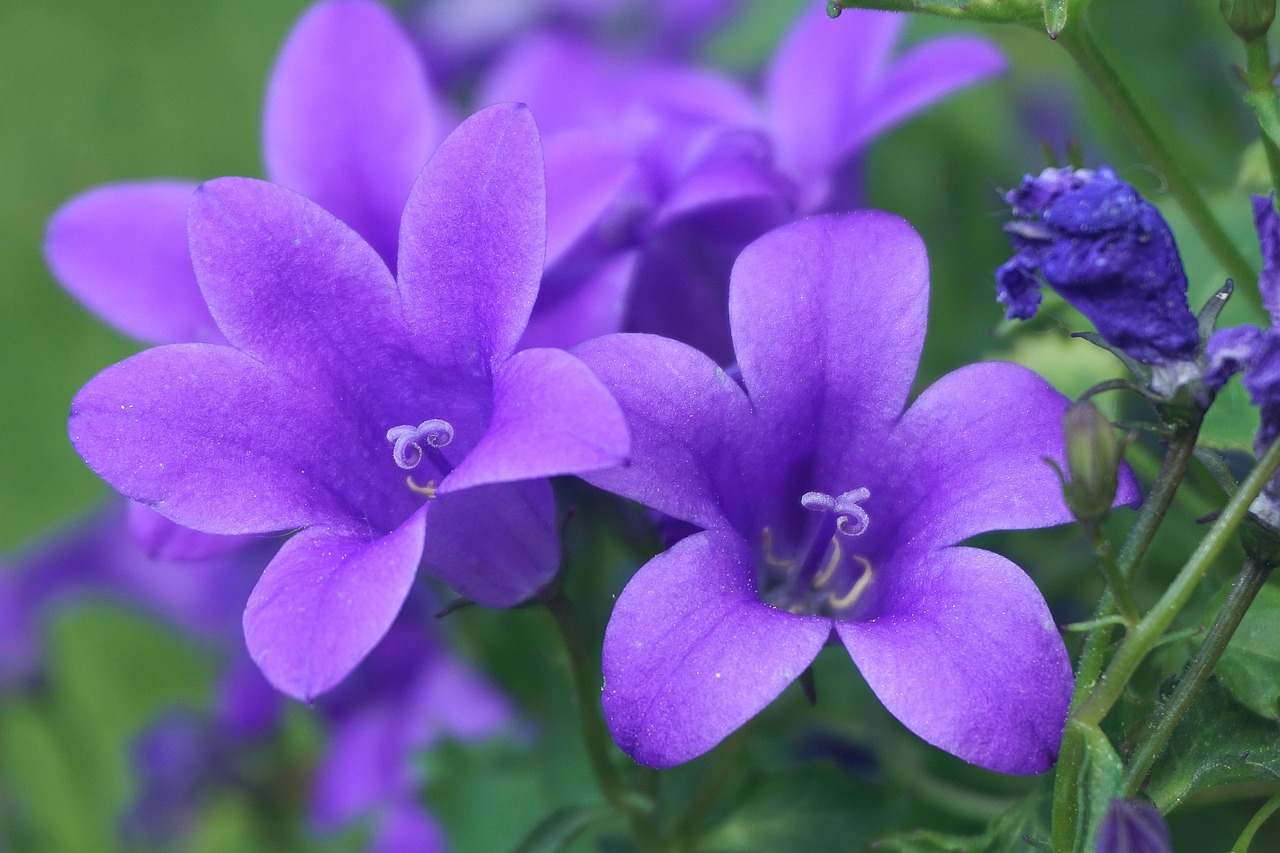 Fleurs Cloche Cloches Dalmates - Photo gratuite sur Pixabay