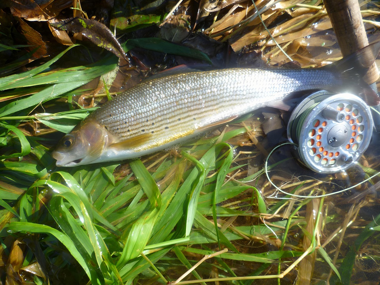 Grayling Fly Fishing Czech - Free photo on Pixabay - Pixabay