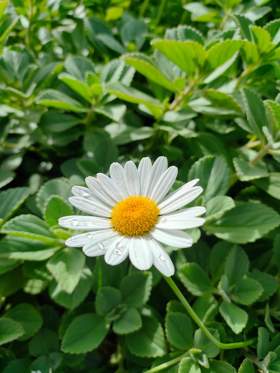 Margarida Flor Agua - Foto gratuita no Pixabay - Pixabay