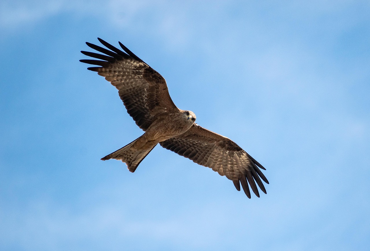Bird Whistling Kite Flying - Free photo on Pixabay - Pixabay