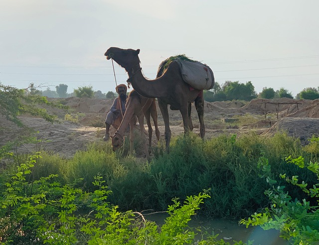 Life In South Camels Camel - Free photo on Pixabay - Pixabay