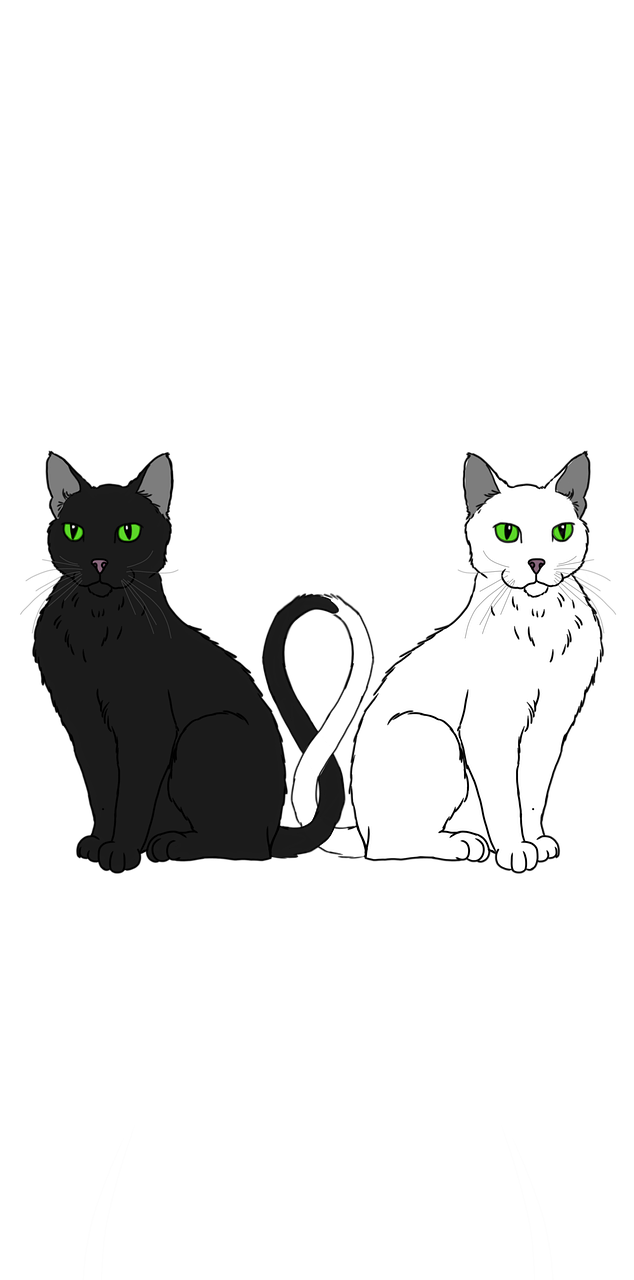 Gato Felino Mellizo - Imagen gratis en Pixabay