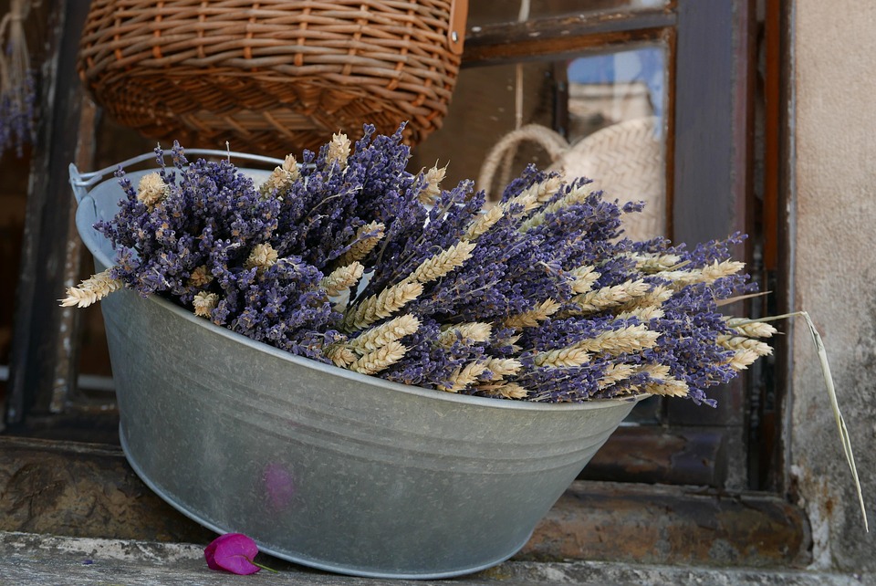 Lavanda Flores França - Foto gratuita no Pixabay - Pixabay