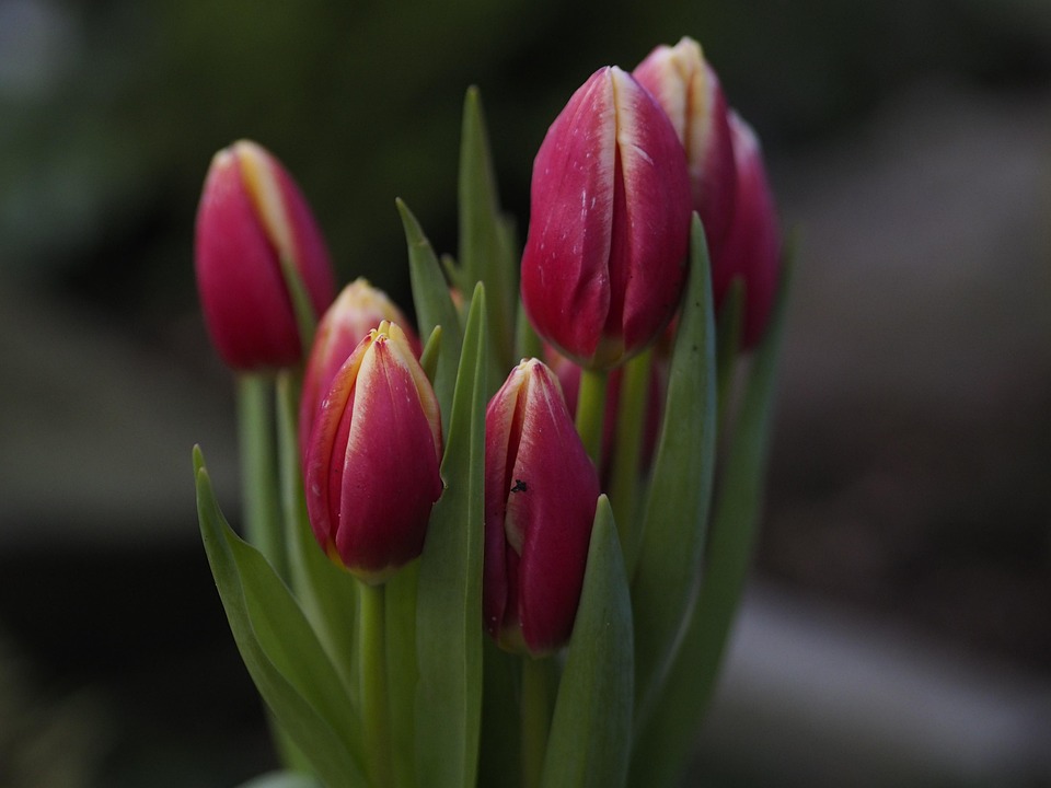 Tulipas Flor Primavera - Foto gratuita no Pixabay - Pixabay