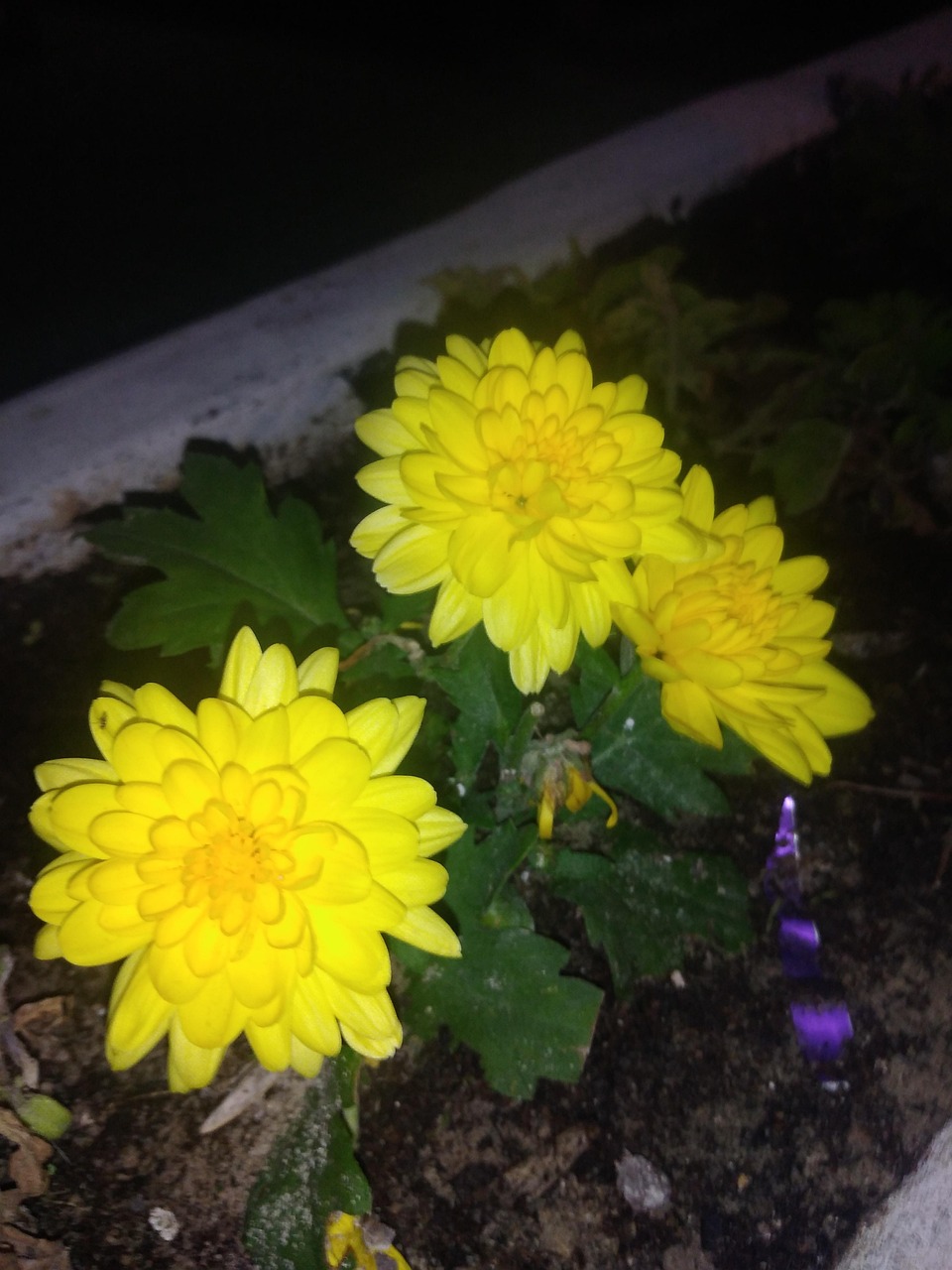Yellow Flower Golden Nice - Free photo on Pixabay - Pixabay