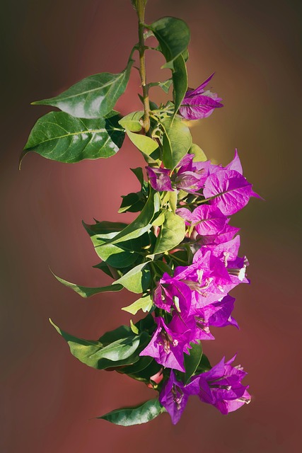 Flowers Bougainvillea - Free photo on Pixabay - Pixabay
