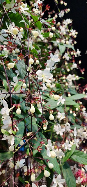 Clerodendrum Wallichii Merr 垂茉莉 - Pixabay上的免费照片 - Pixabay