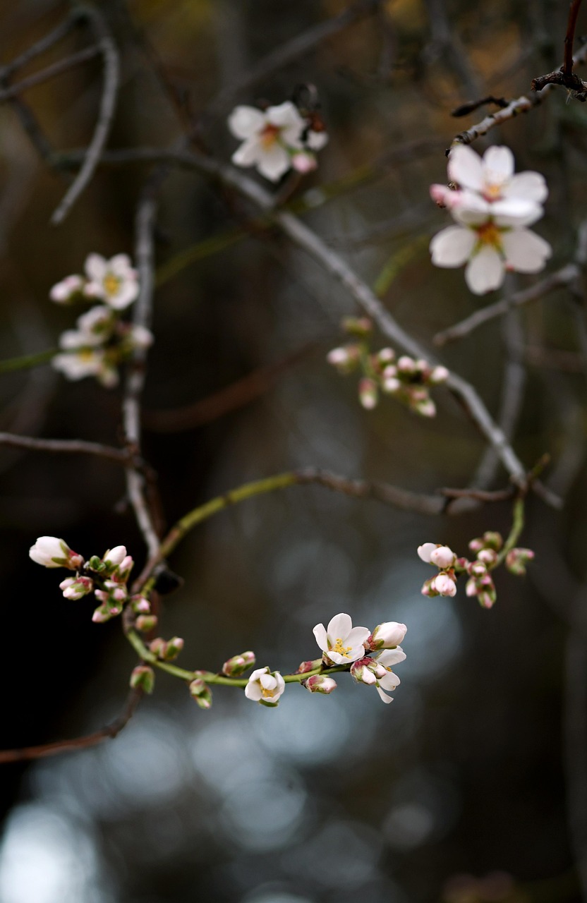30+ Free Reborn & Rebirth Images - Pixabay