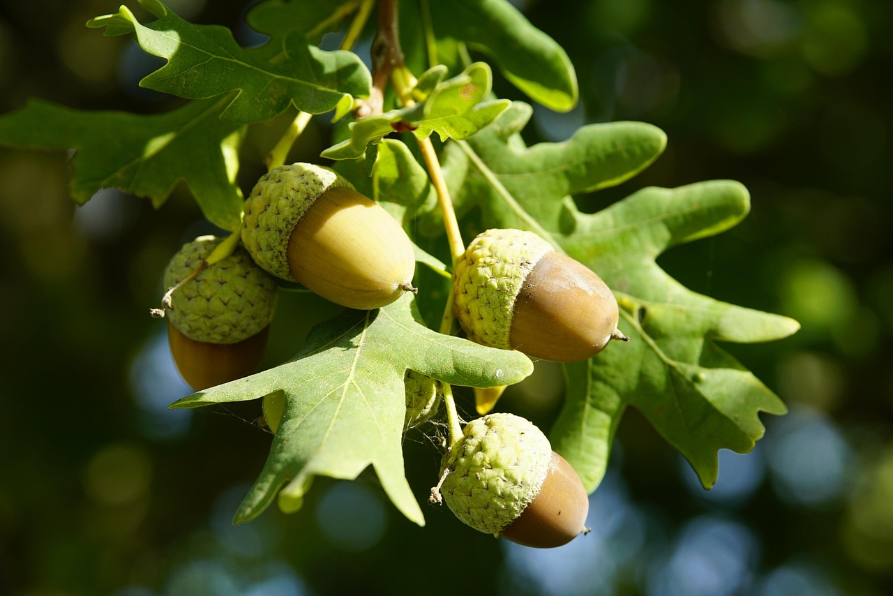 Acorns Leaves Oak - Free photo on Pixabay - Pixabay
