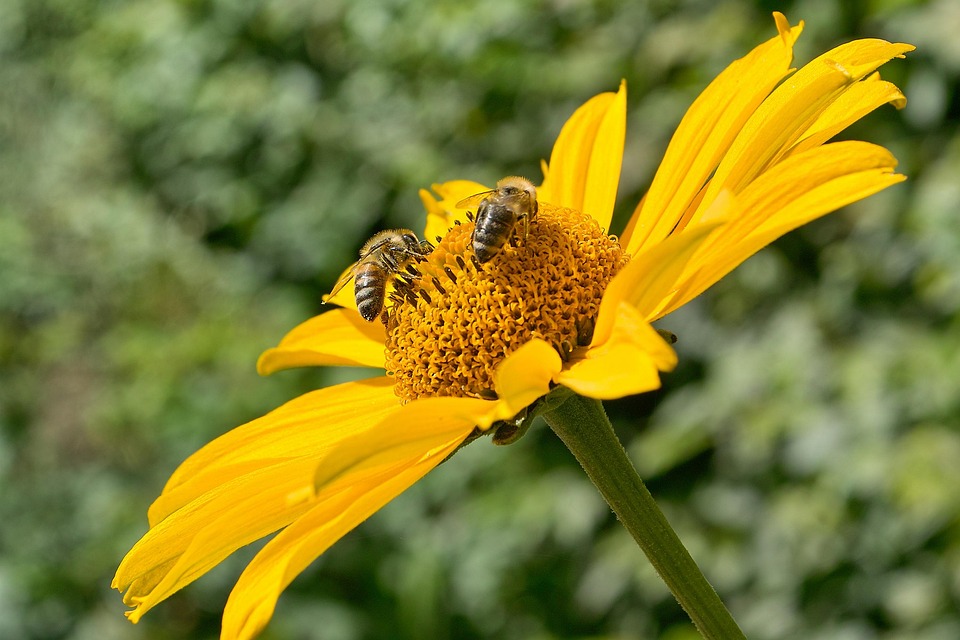 Yellow Flower Bees Pollination - Free photo on Pixabay