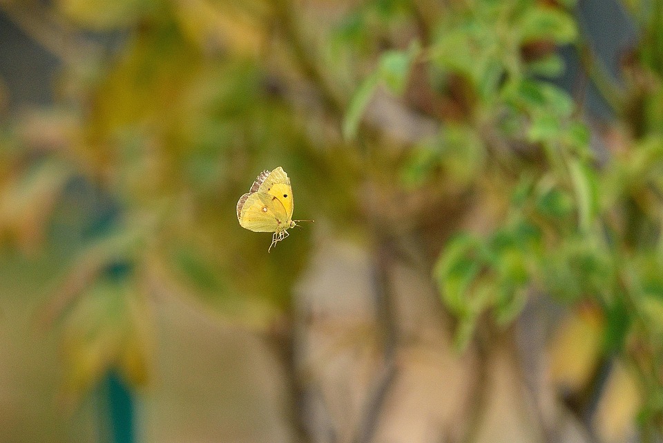 Papillon Jaune Insecte - Photo gratuite sur Pixabay - Pixabay