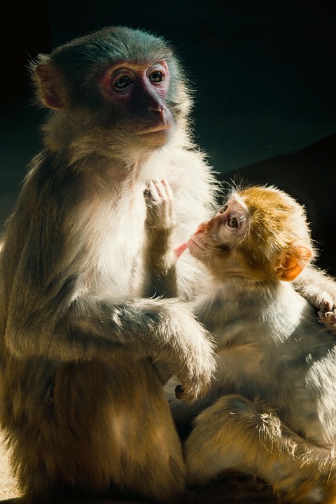 Monkey Primates Maternal Love - Free photo on Pixabay