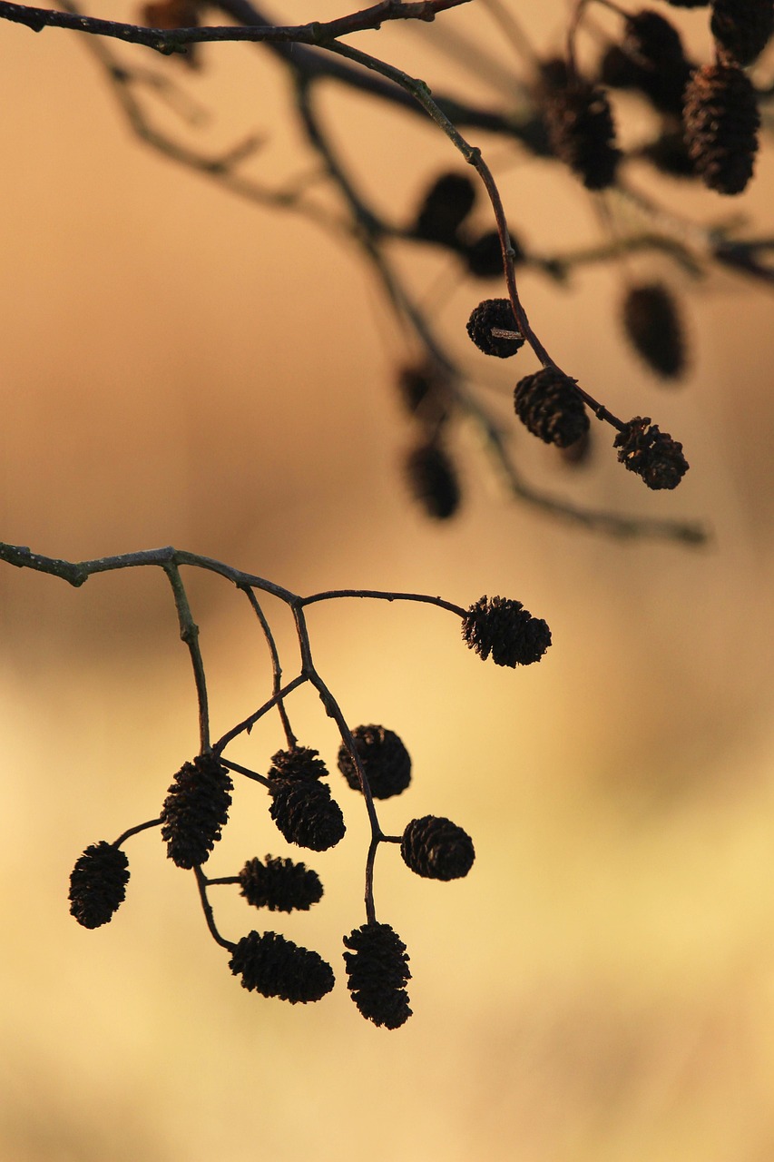 Alder Branch Tree - Free photo on Pixabay