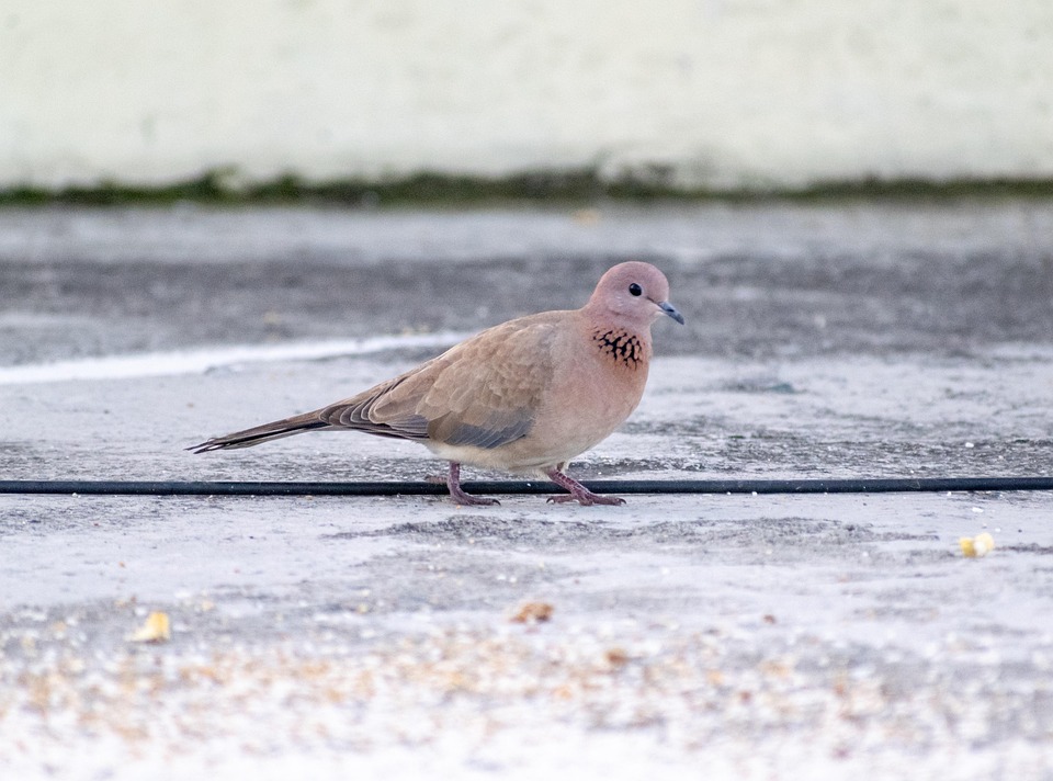 Vogel Taube Vogelkunde - Kostenloses Foto auf Pixabay